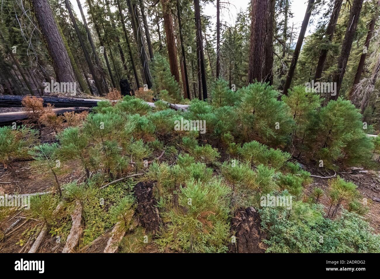 Sequoia national park young tree hi-res stock photography and images ...