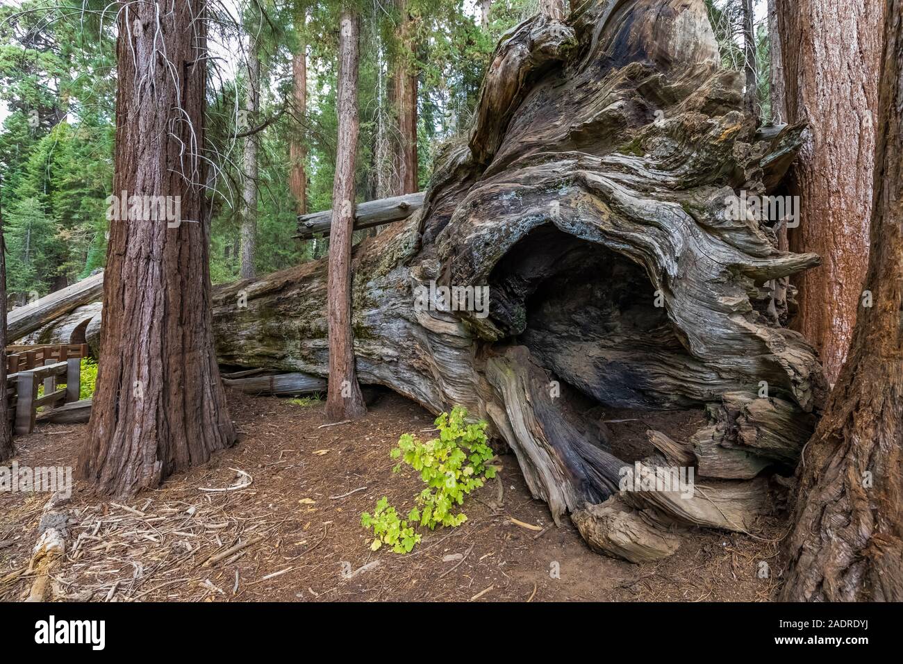 Fallen giant sequoia tree roots hi-res stock photography and images - Alamy