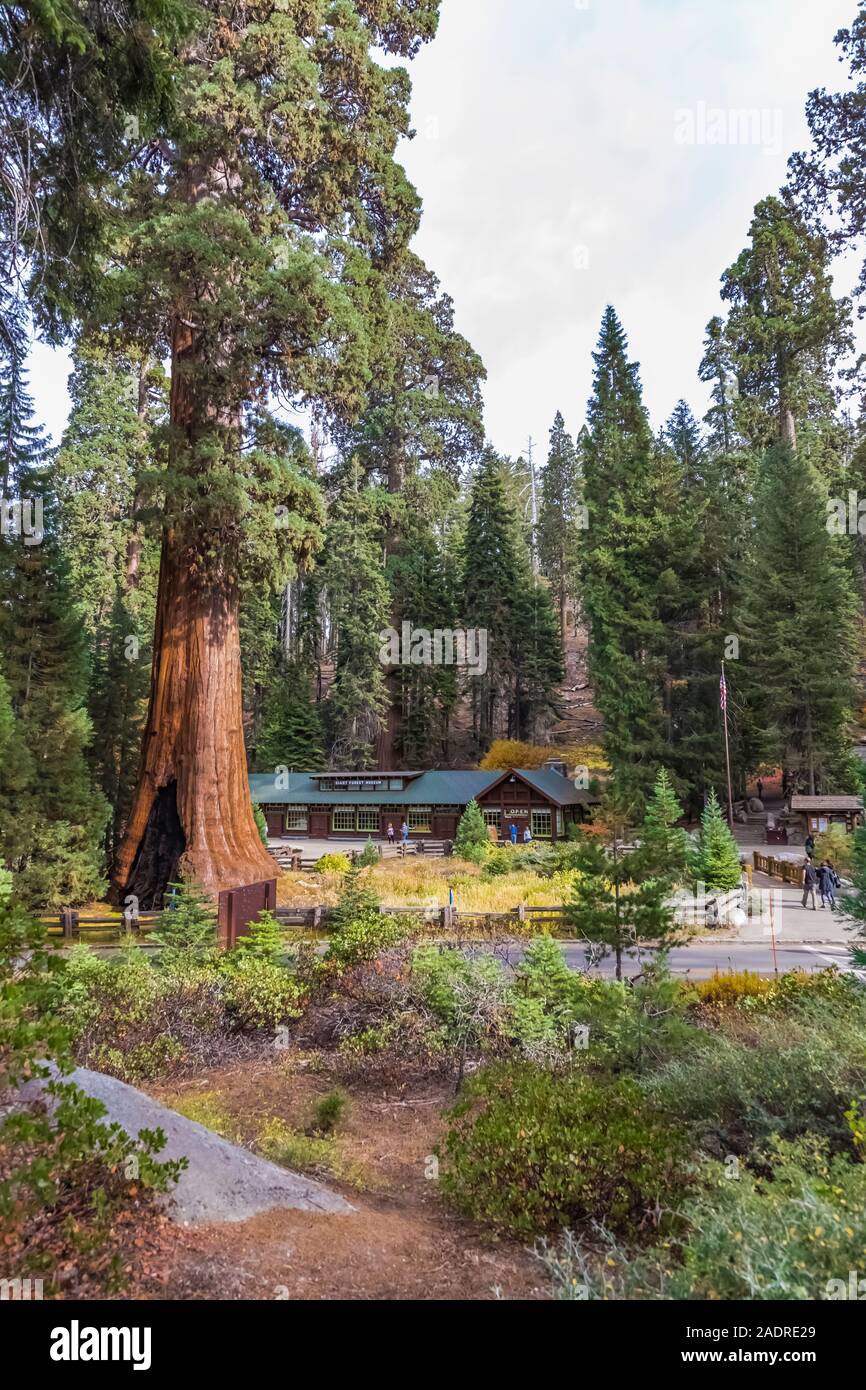 Sentinel Tree and Giant Forest Museum with a huge Giant Sequoia, Sequoiadendron giganteum, in ...