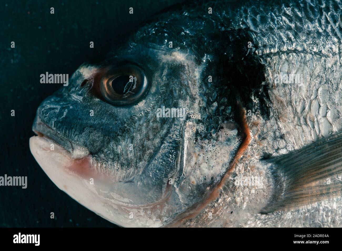 Head of raw fresh fish close up photo Stock Photo - Alamy