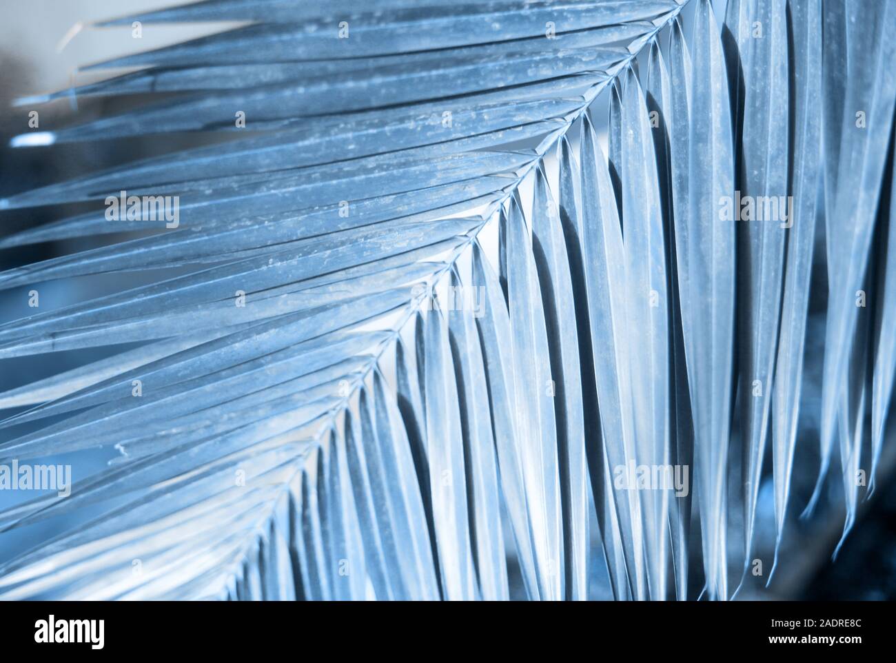 Leaves texture natural background. Blue palm tree leaf. Botanical leaf ...