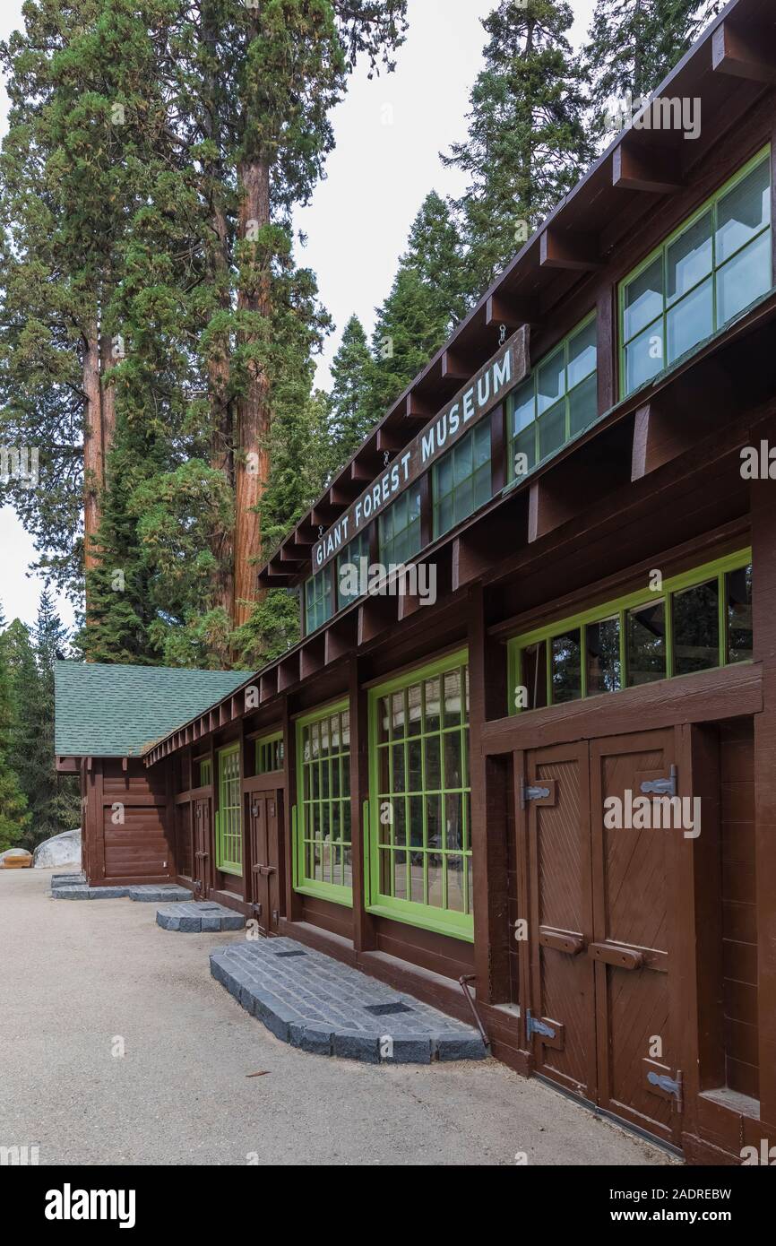 Giant Forest Museum with a huge Giant Sequoia, Sequoiadendron giganteum ...