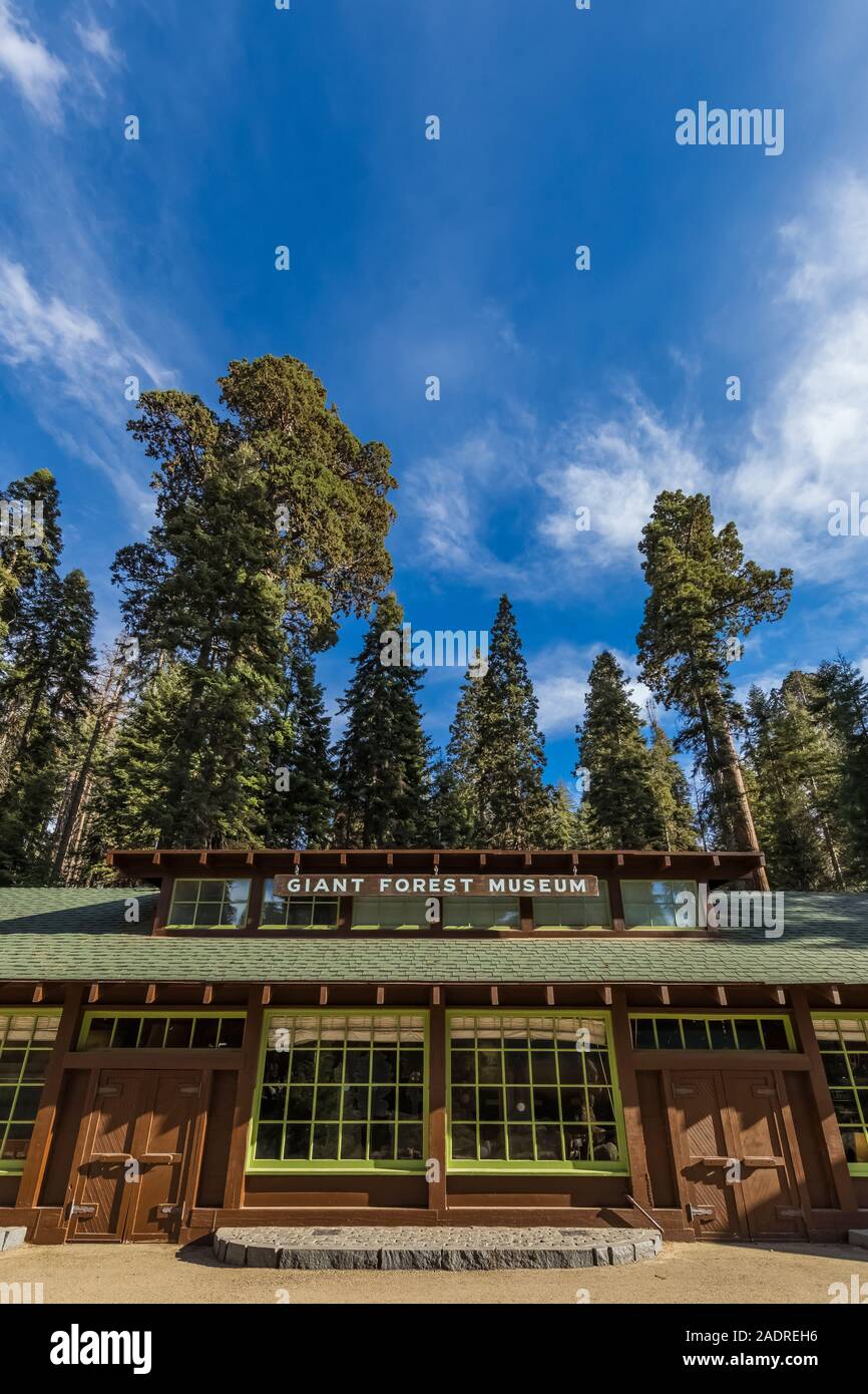 Giant Forest Museum with a huge Giant Sequoia, Sequoiadendron giganteum ...