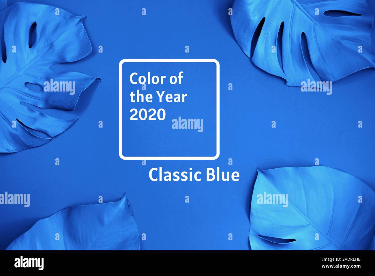 Tropical frame of blue monstera leaves. Tropical stylish concept Stock ...