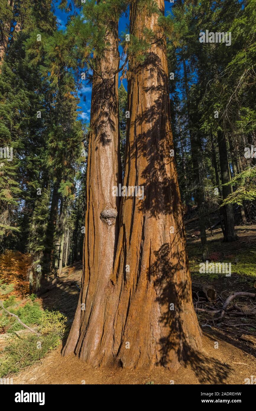 Giant Sequoia, Sequoiadendron giganteum, at the Giant Forest Museum in Sequoia National Park ...