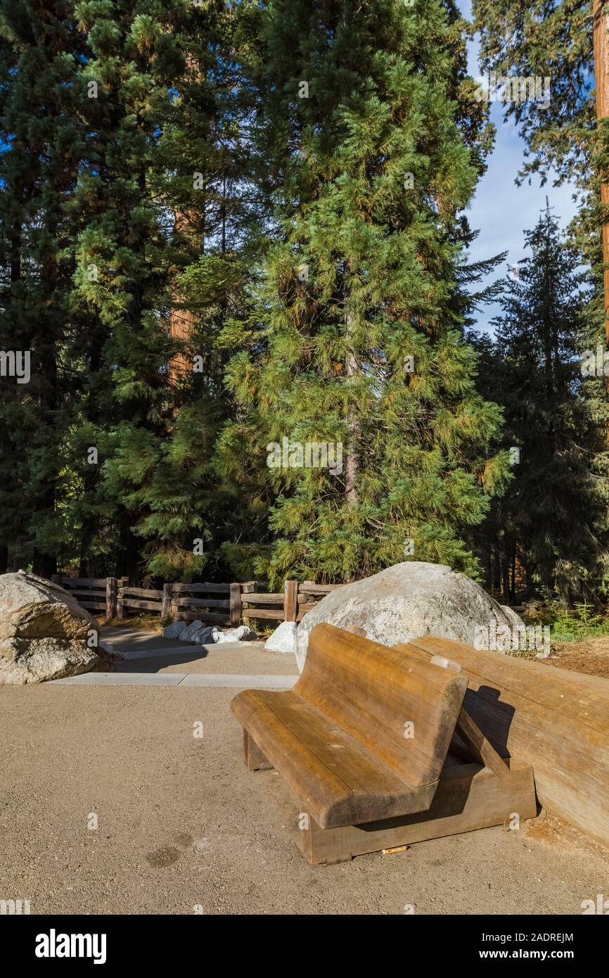 Bench made from a huge piece of wood at the Giant Forest Museum in ...
