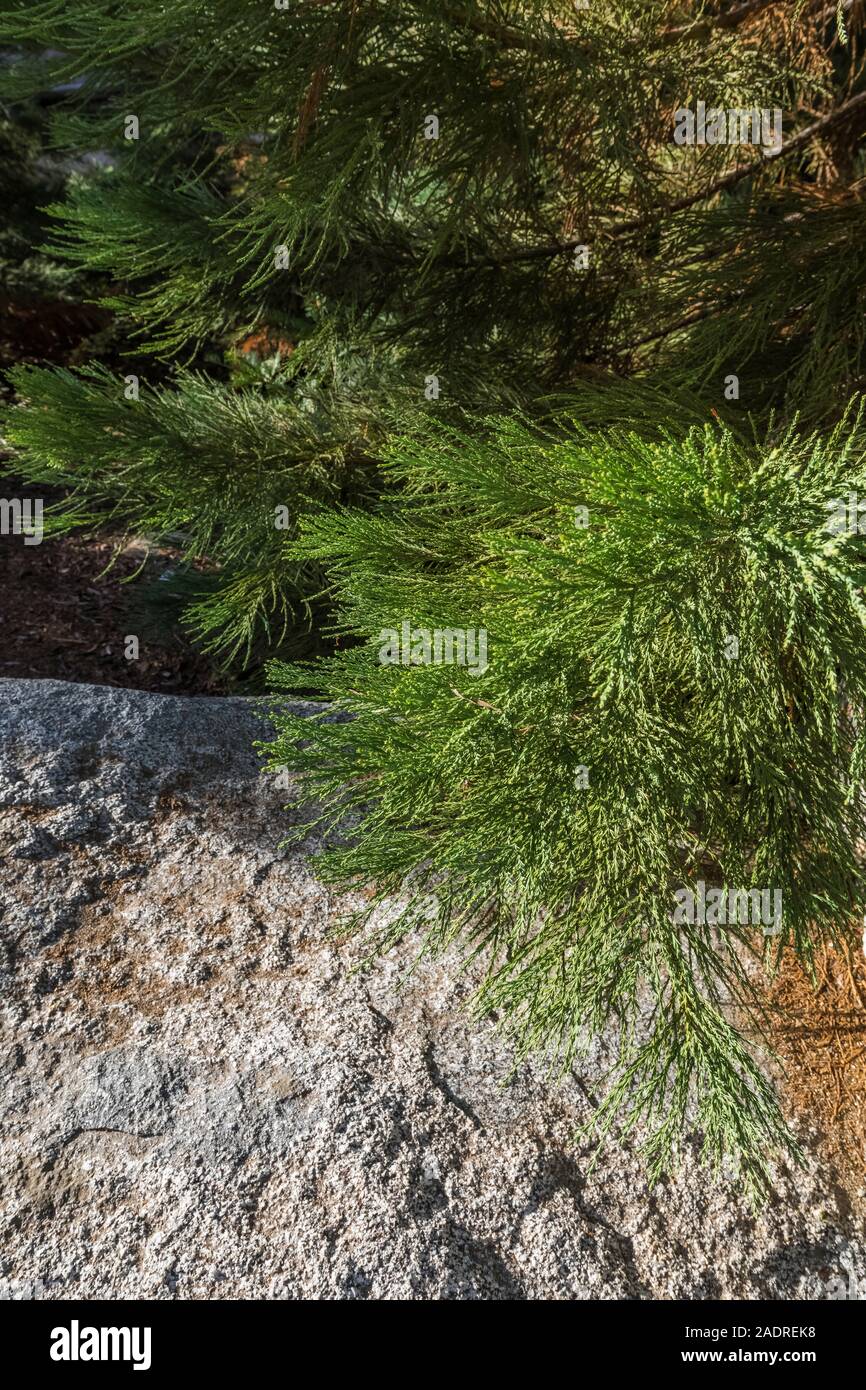 Giant Sequoia, Sequoiadendron giganteum, needles on branches near the ...