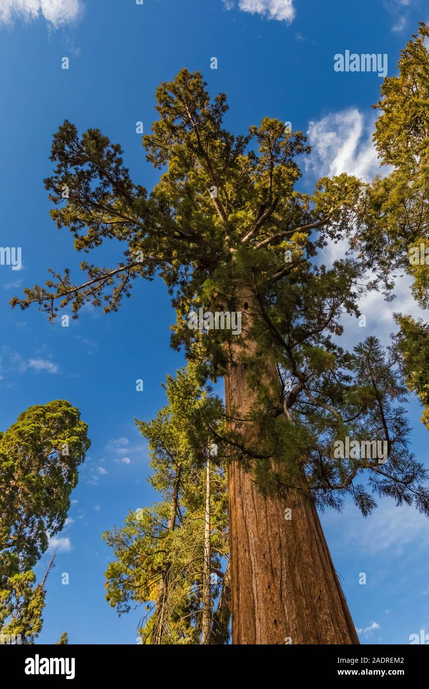 Giant Sequoia, Sequoiadendron giganteum, at the Giant Forest Museum in ...