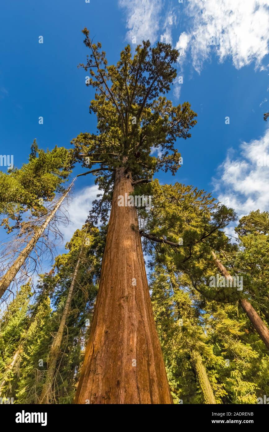 Giant Sequoia, Sequoiadendron giganteum, at the Giant Forest Museum in Sequoia National Park ...