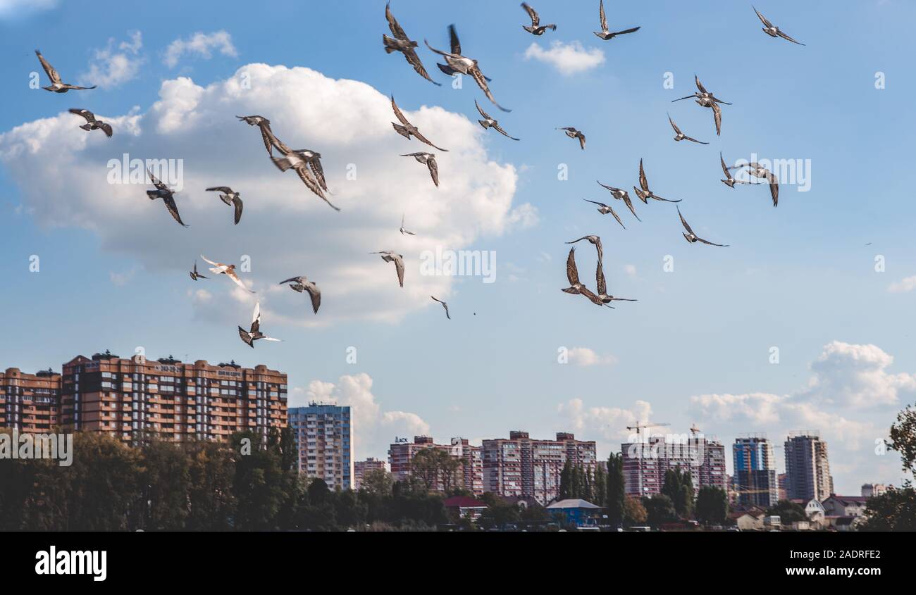 Flock black birds flies hi-res stock photography and images - Alamy