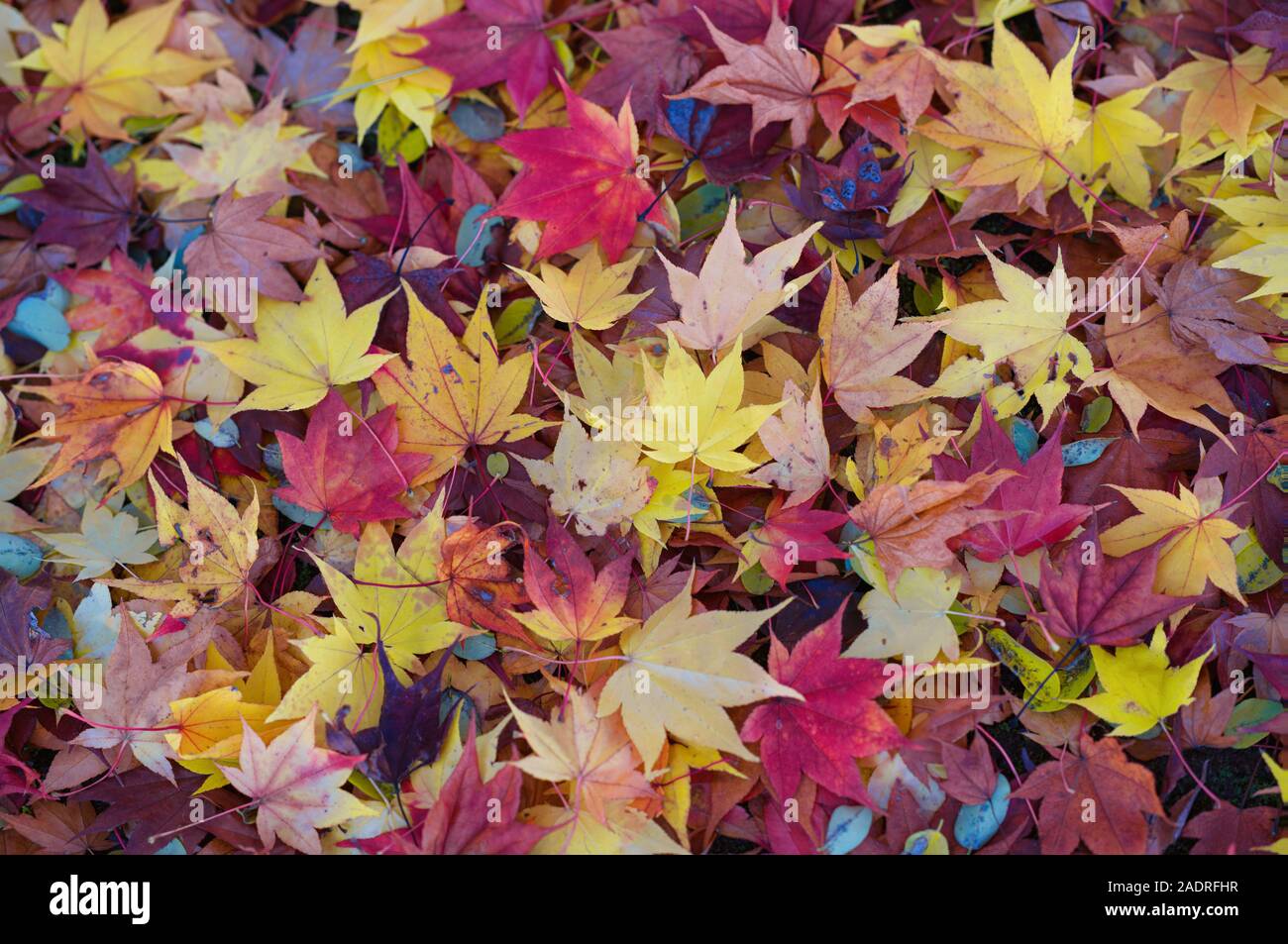 Fallen leaves, autumn Stock Photo - Alamy