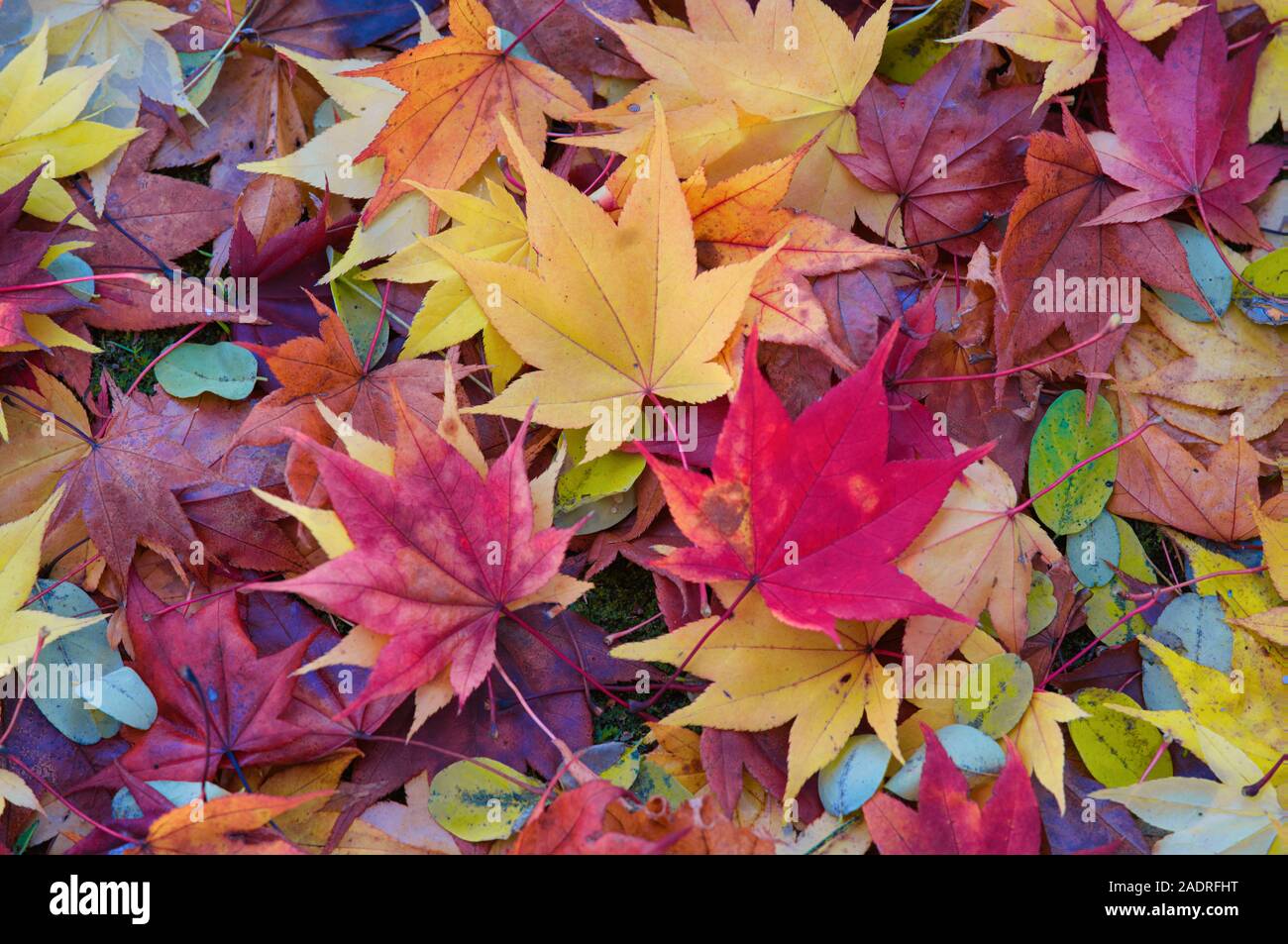 Fallen leaves, autumn Stock Photo - Alamy