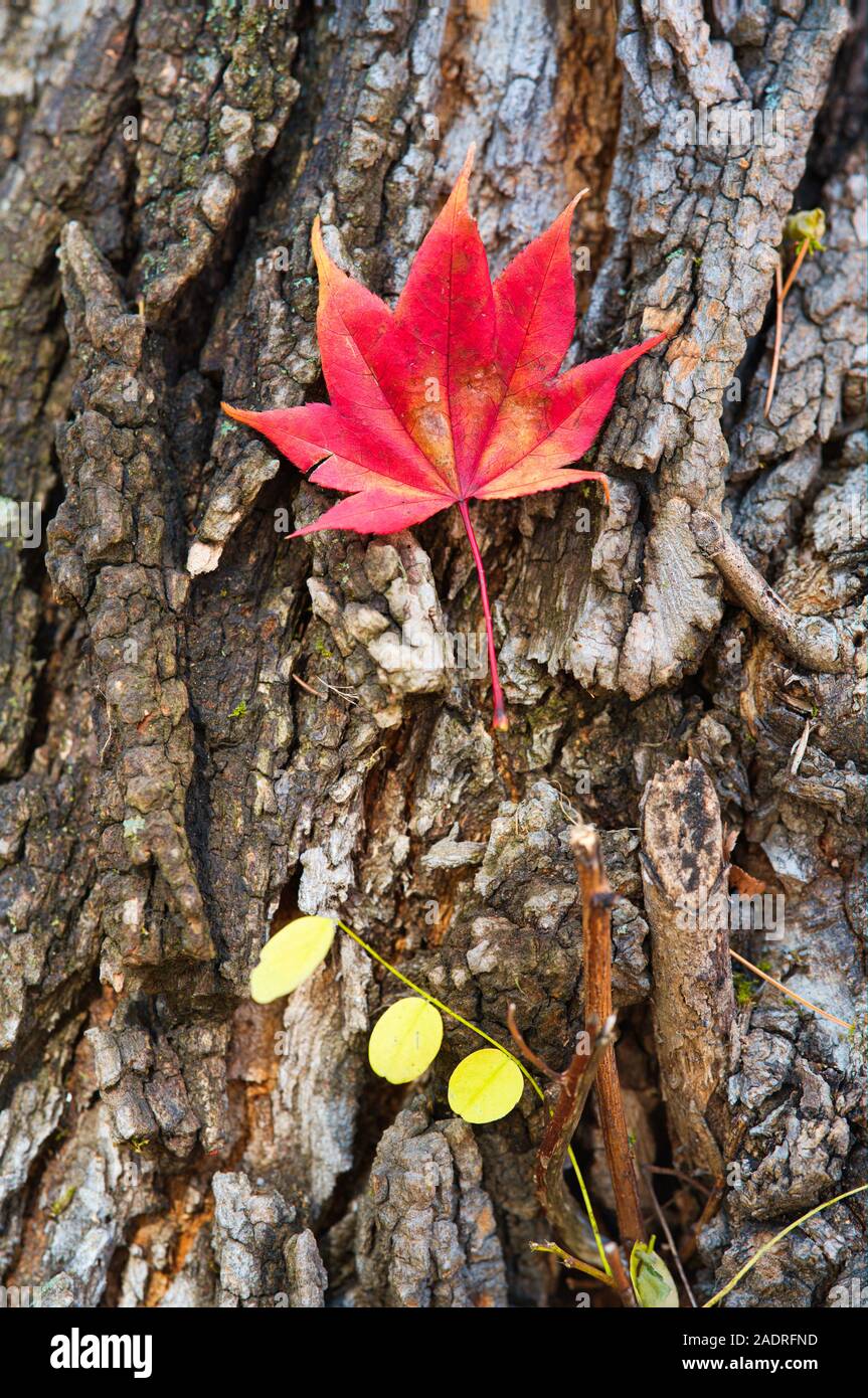 Fallen leaves, autumn Stock Photo - Alamy
