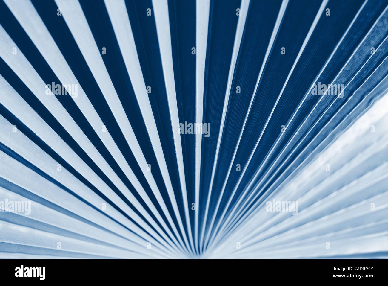 Palm leaf texture toned in classic blue color. Tropical background ...