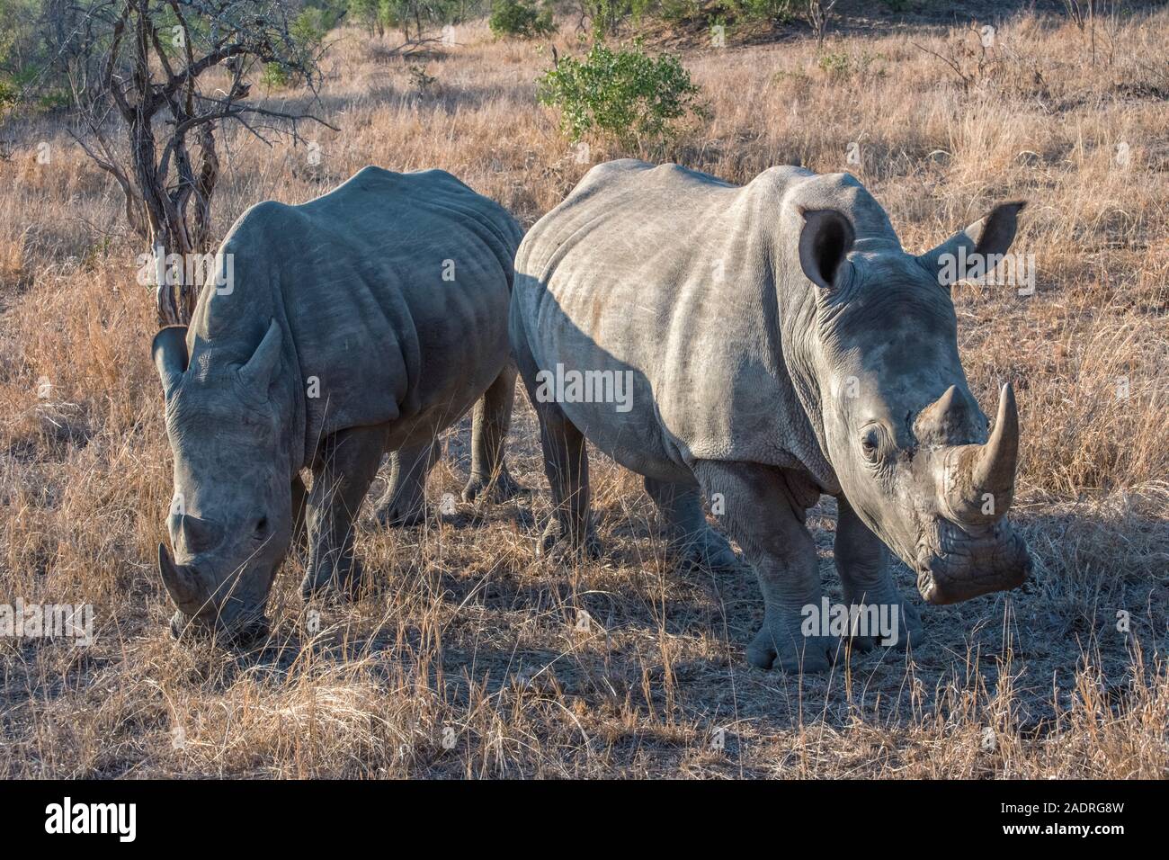 Rhino conservation in south africa hi-res stock photography and images ...