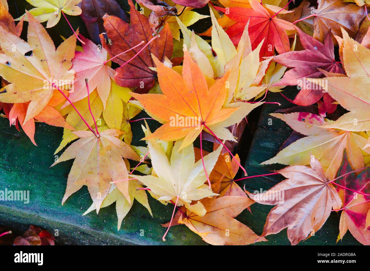 Fallen leaves, autumn Stock Photo - Alamy