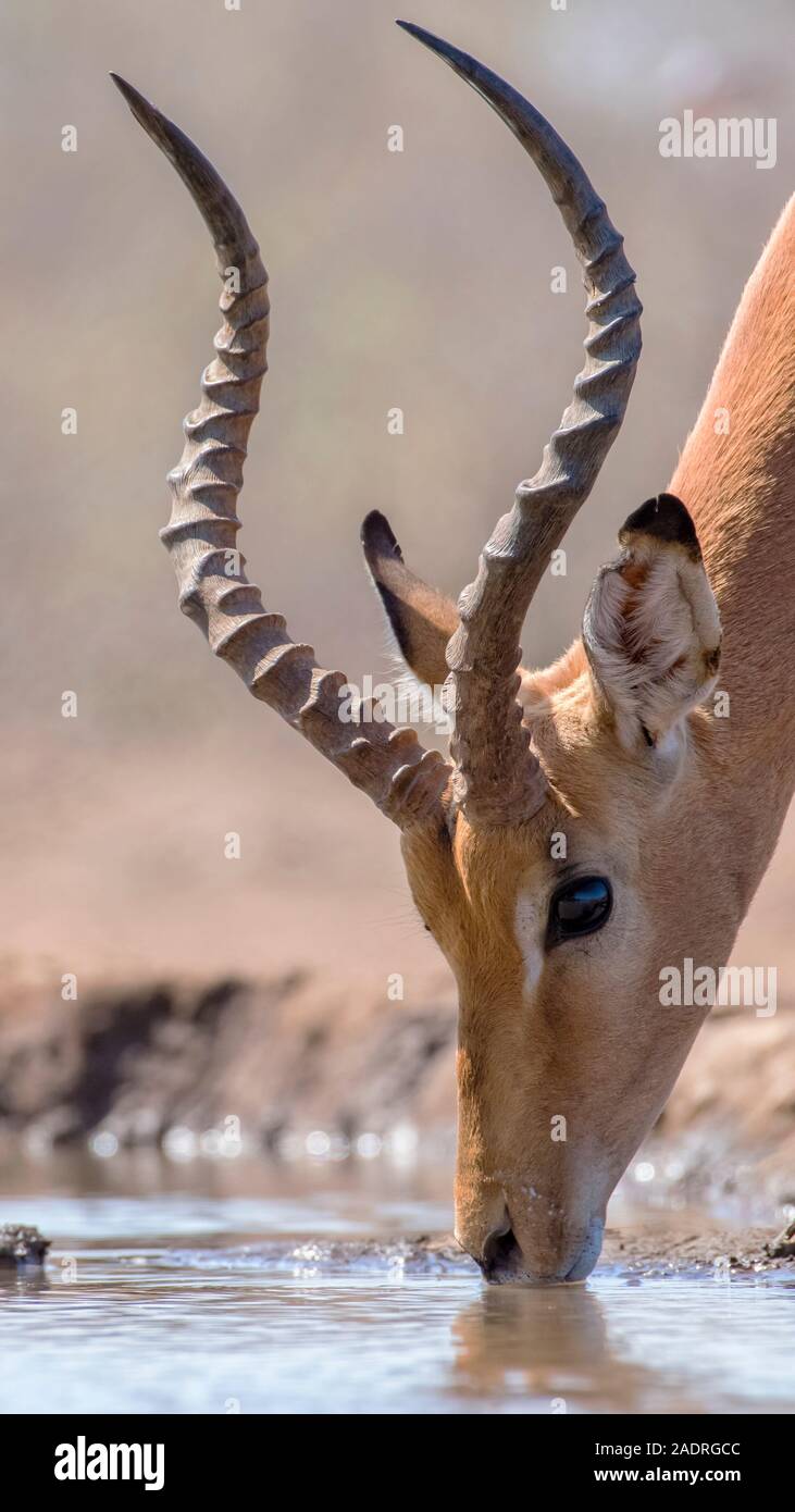 Male Impala Drinking at Waterhole in Botswana, Low Angle, Surface Level ...