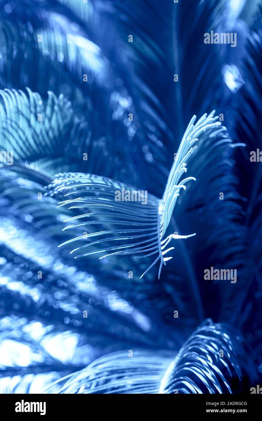 Color of 2020 classic blue jellyfish in an aquarium with dark water is ...