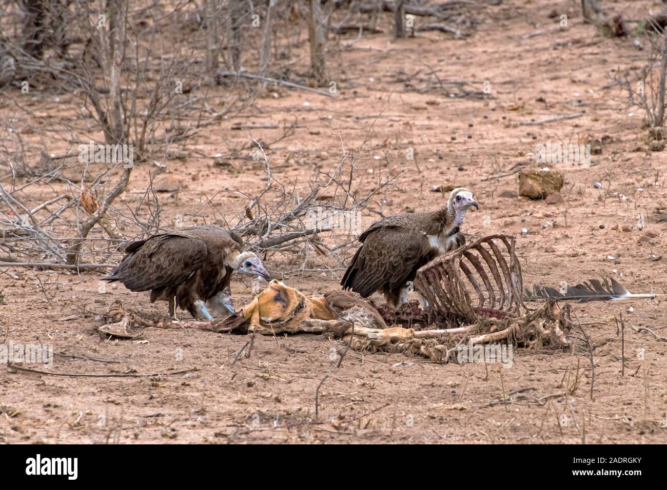 Vulture death vultures africa hi-res stock photography and images - Alamy