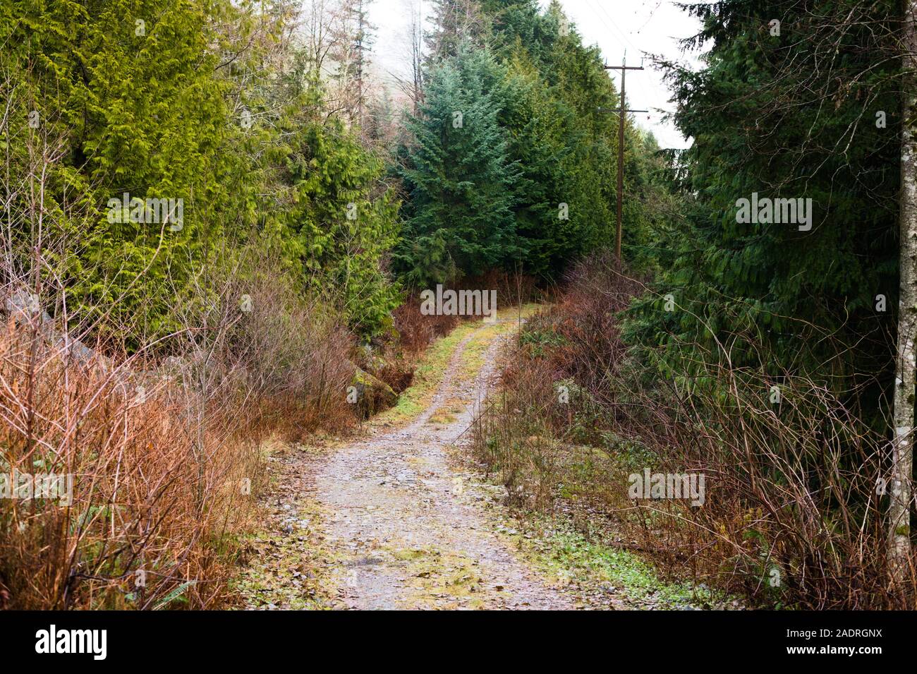 A power line access road through the forest at Cypress Bowl Provincial ...