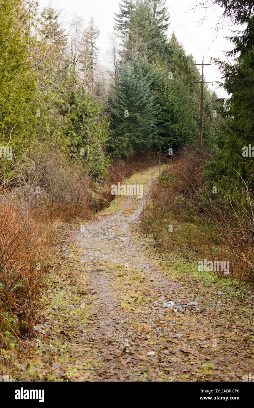 A power line access road through the forest at Cypress Bowl Provincial ...