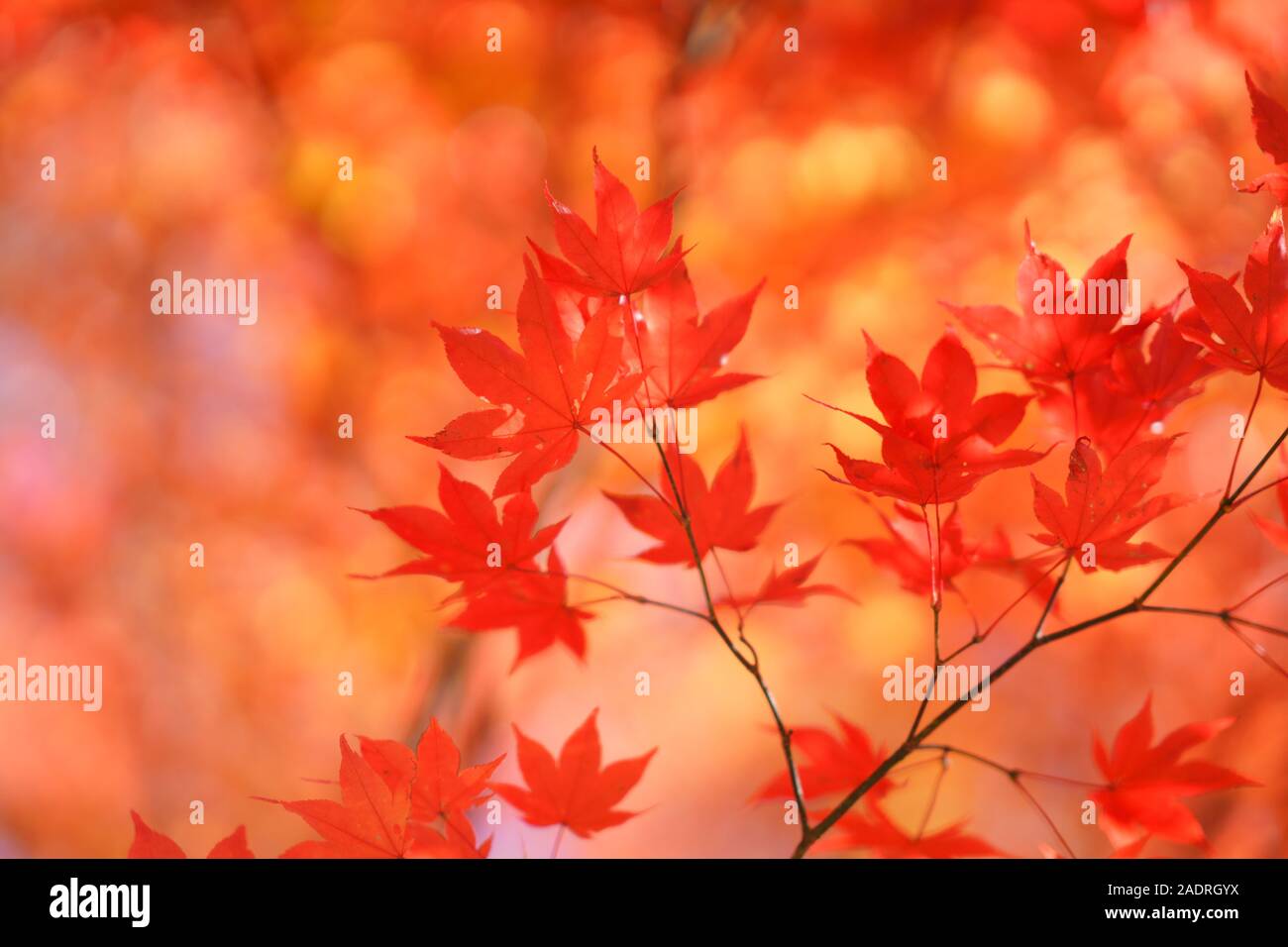 Japanese Fall Foliage Stock Photo - Alamy