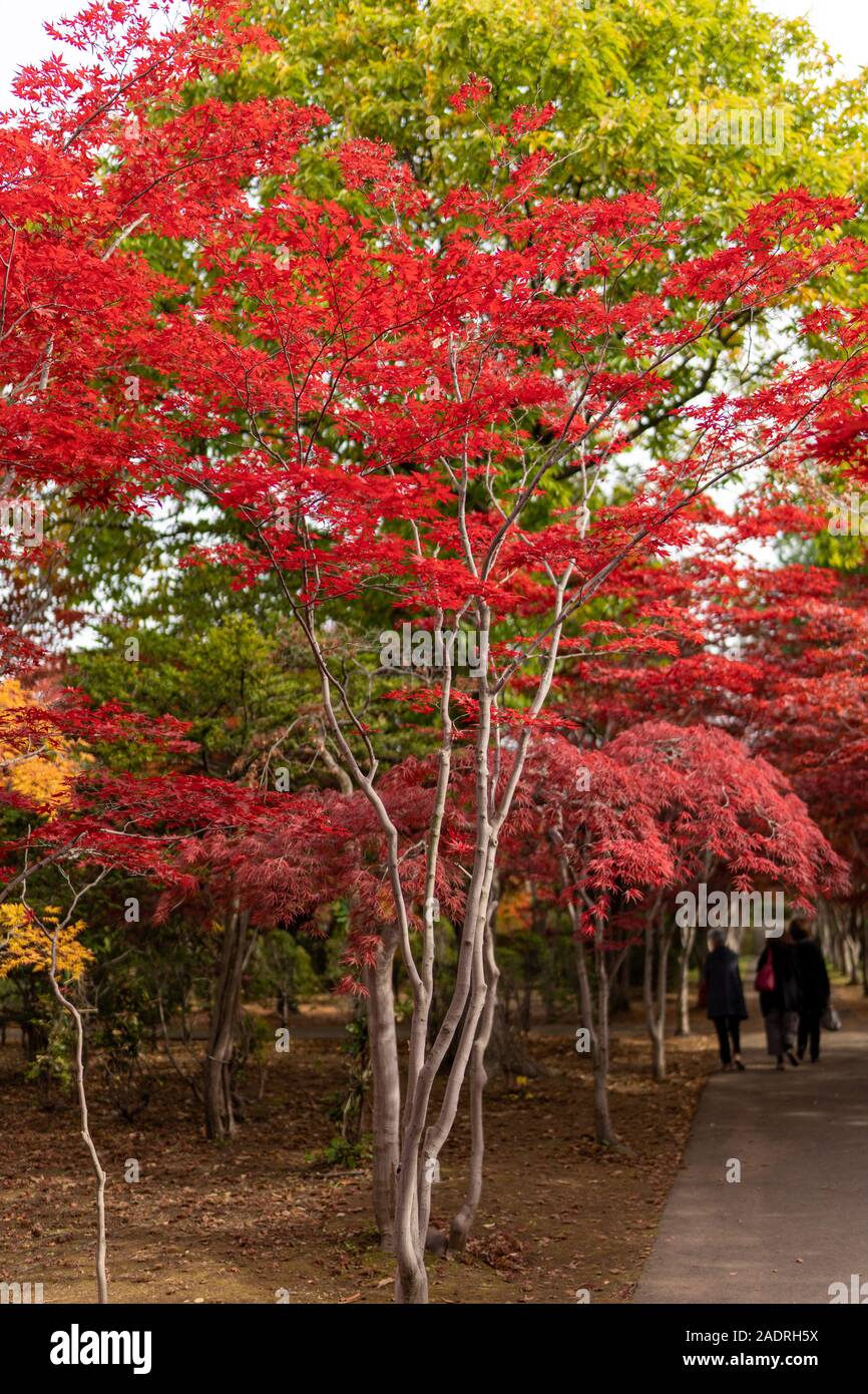 Japanese Fall Foliage Stock Photo - Alamy