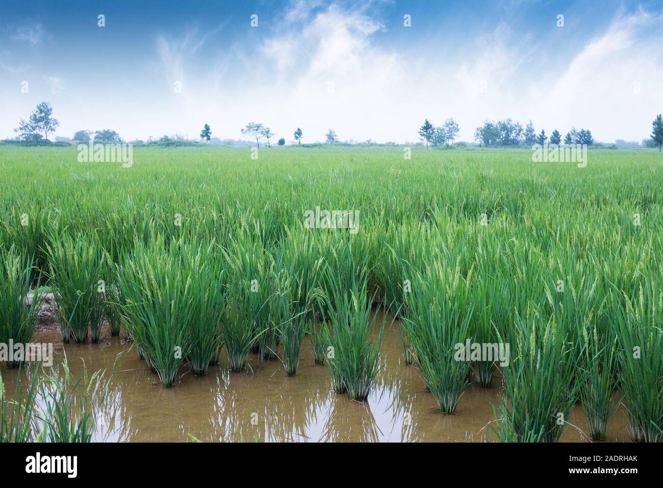 Field crops leading to a farm house Stock Photo - Alamy