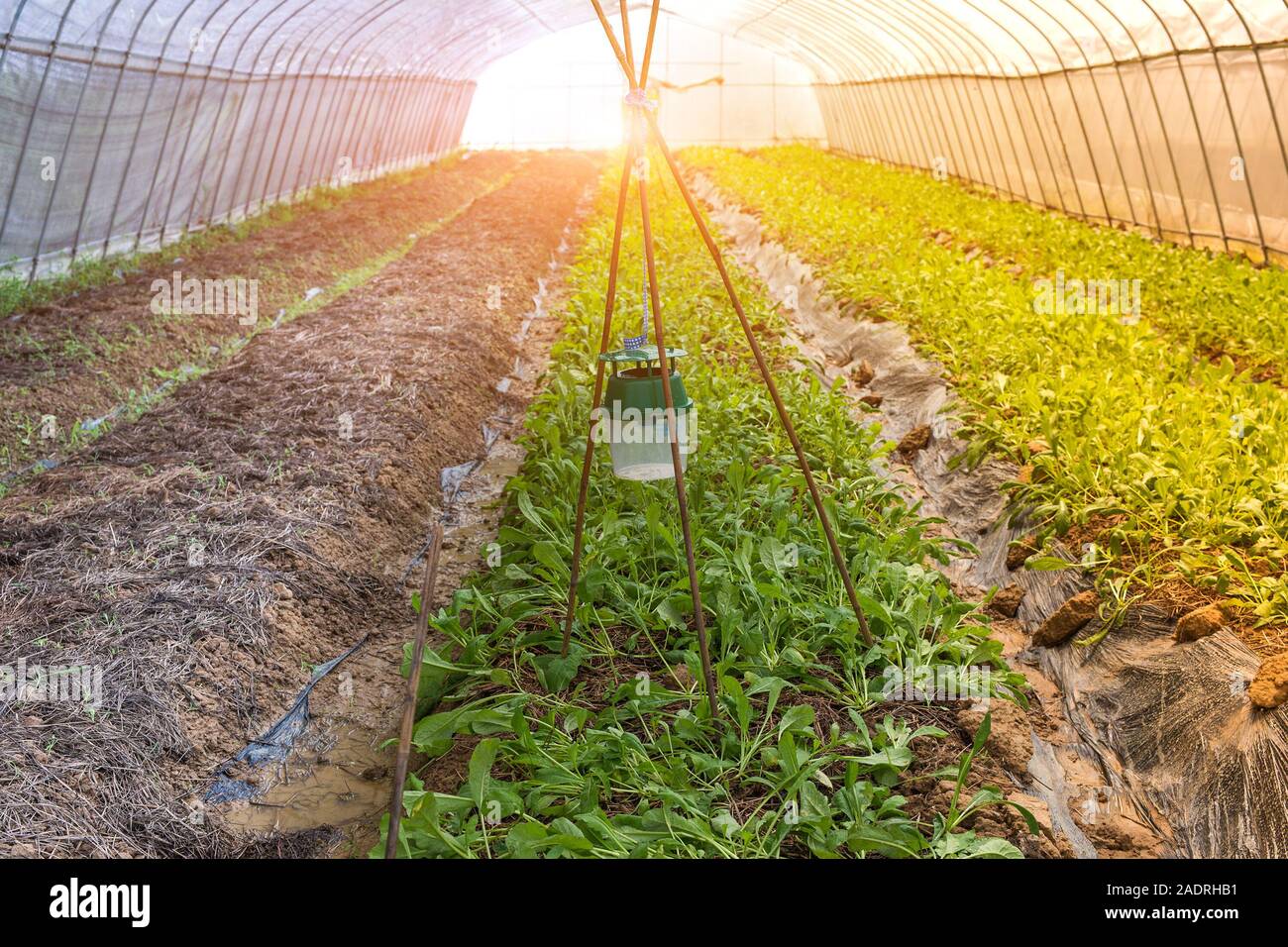 Field crops leading to a farm house Stock Photo - Alamy