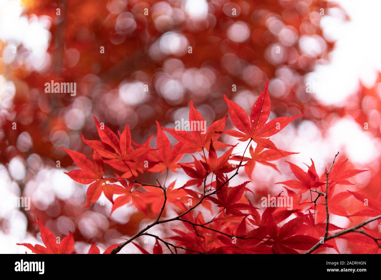 Japanese Fall Foliage Stock Photo - Alamy