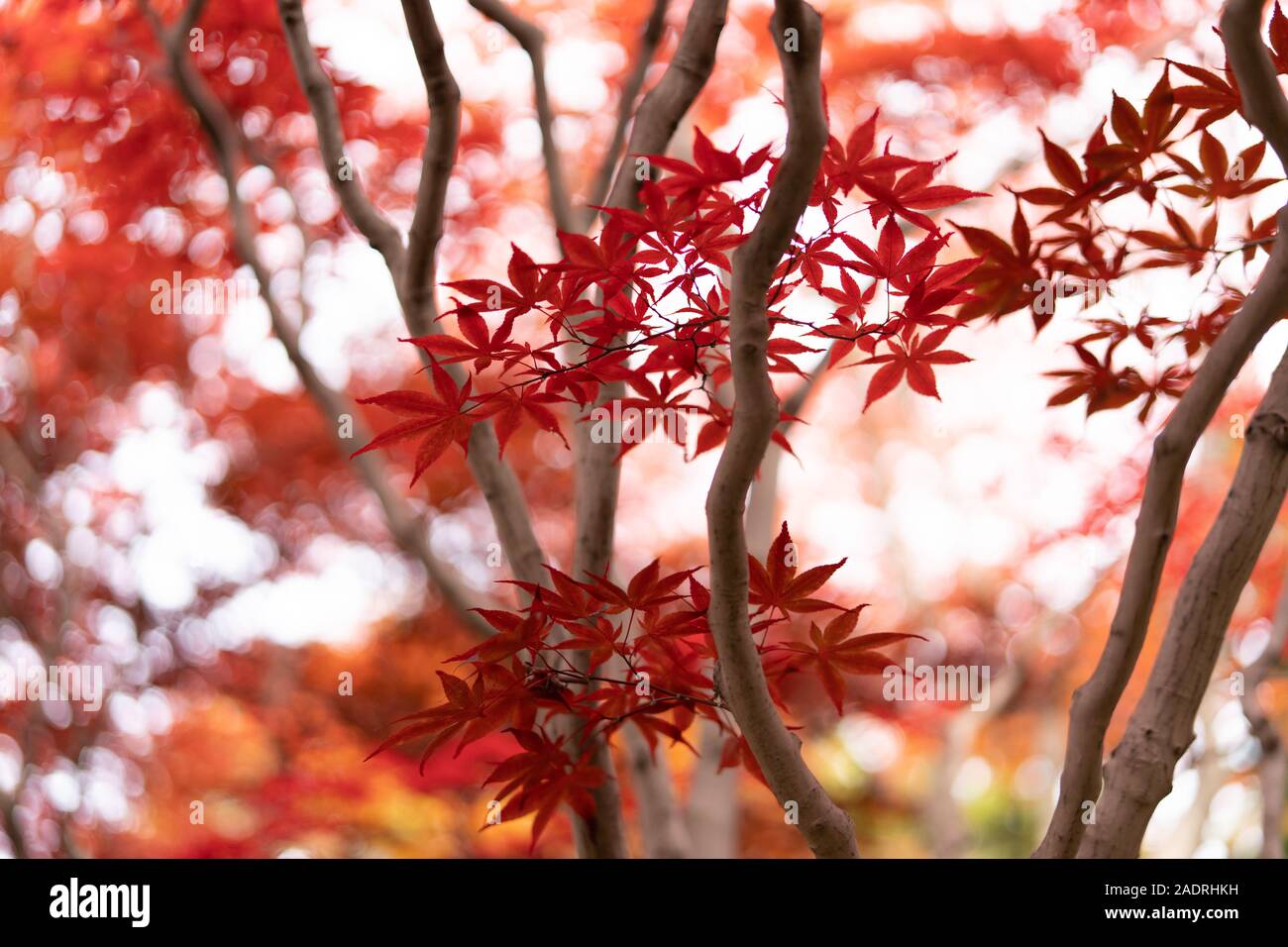 Japanese Fall Foliage Stock Photo - Alamy