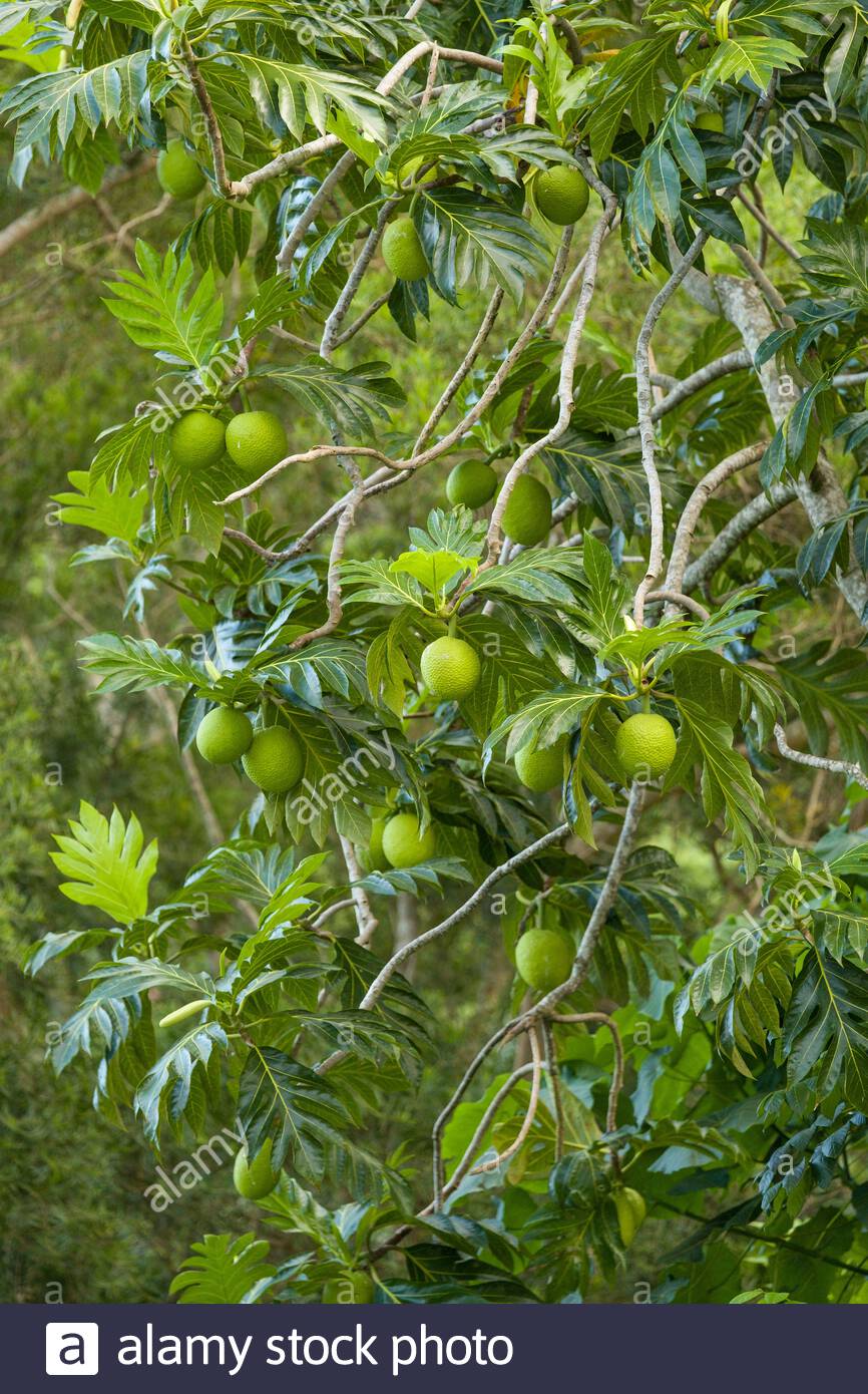 Breadfruit Hawaii High Resolution Stock Photography and Images - Alamy