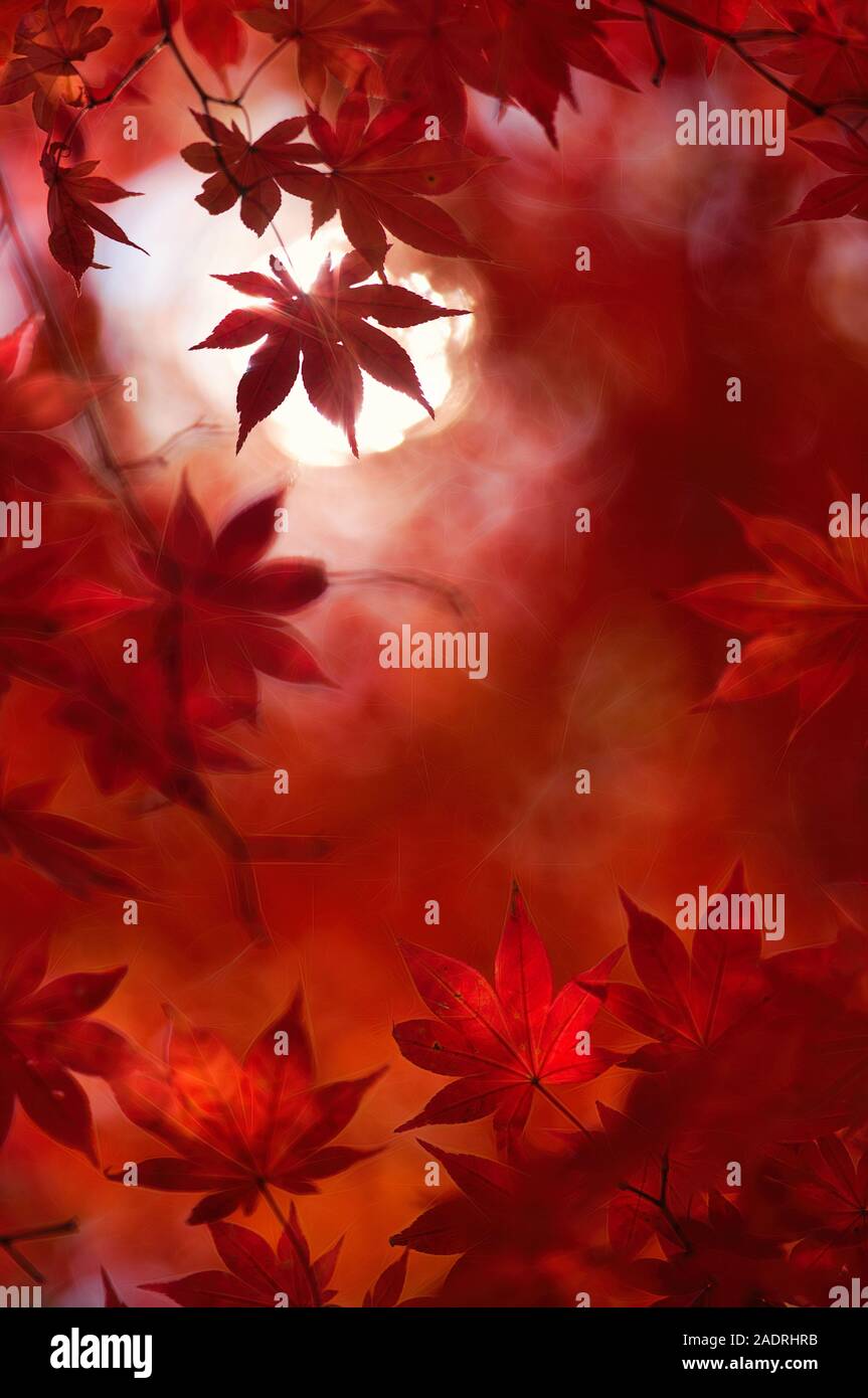 Japanese Fall Foliage Stock Photo - Alamy