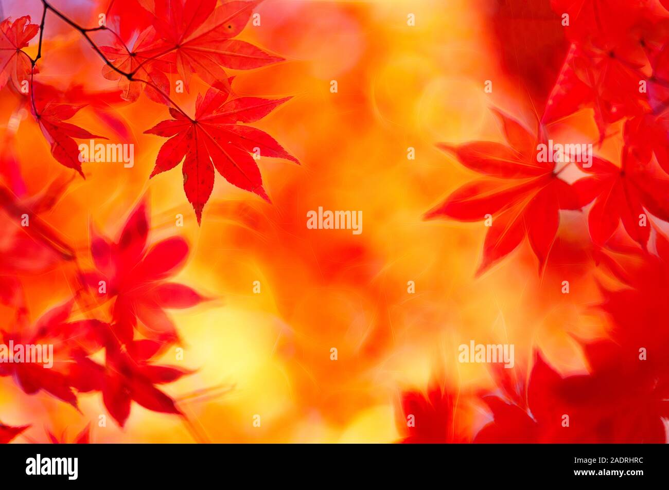 Japanese Fall Foliage Stock Photo - Alamy