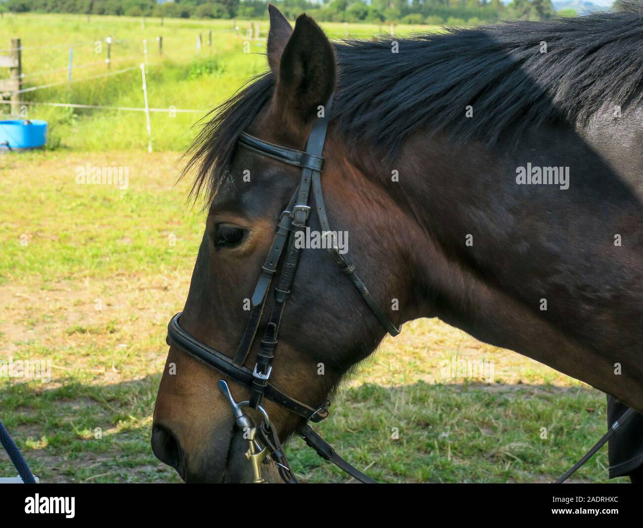 Lovely little brown pony at the riding school waiting for the lesson to ...