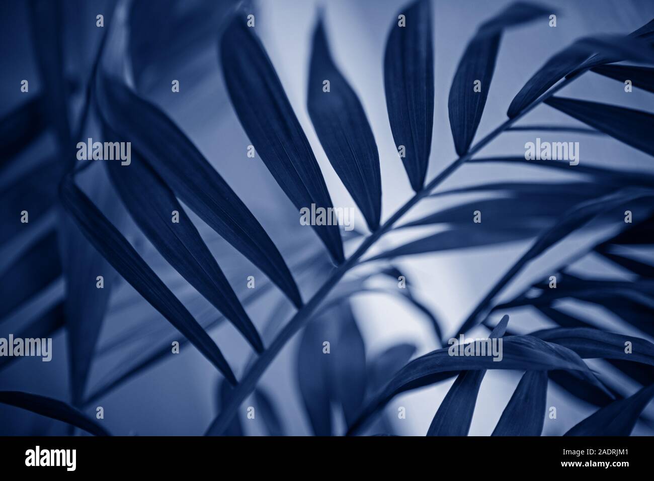 Color of the year 2020: Blue. Tropical palm leaves, light nature ...