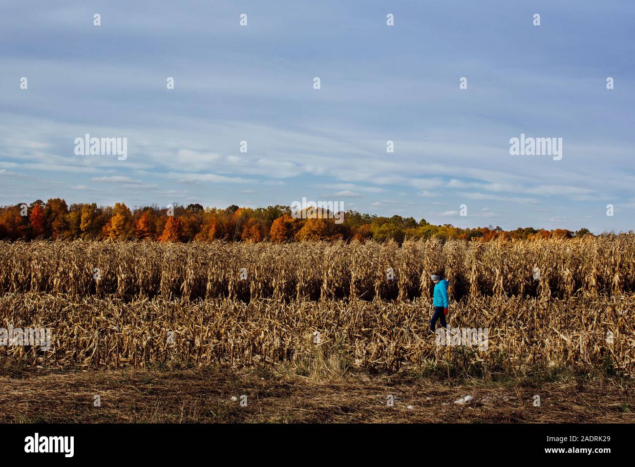 Girl Walking Through a Corn Field in Fall Stock Photo - Alamy