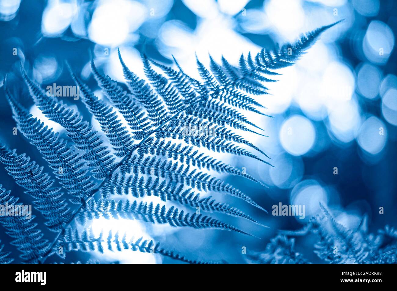 Natural floral blue blurred fern leaves background. Rainforest fronds ...