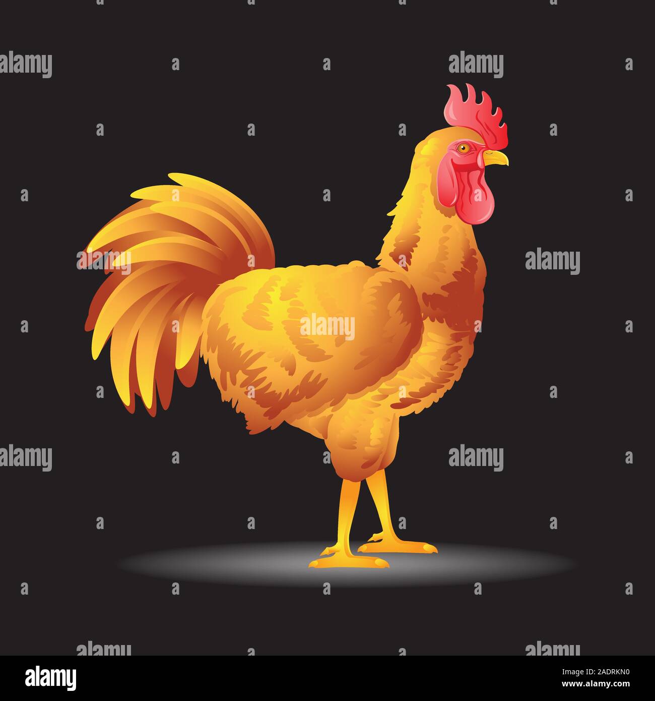 Pet bird rooster on black isolated background. Vector image Stock ...