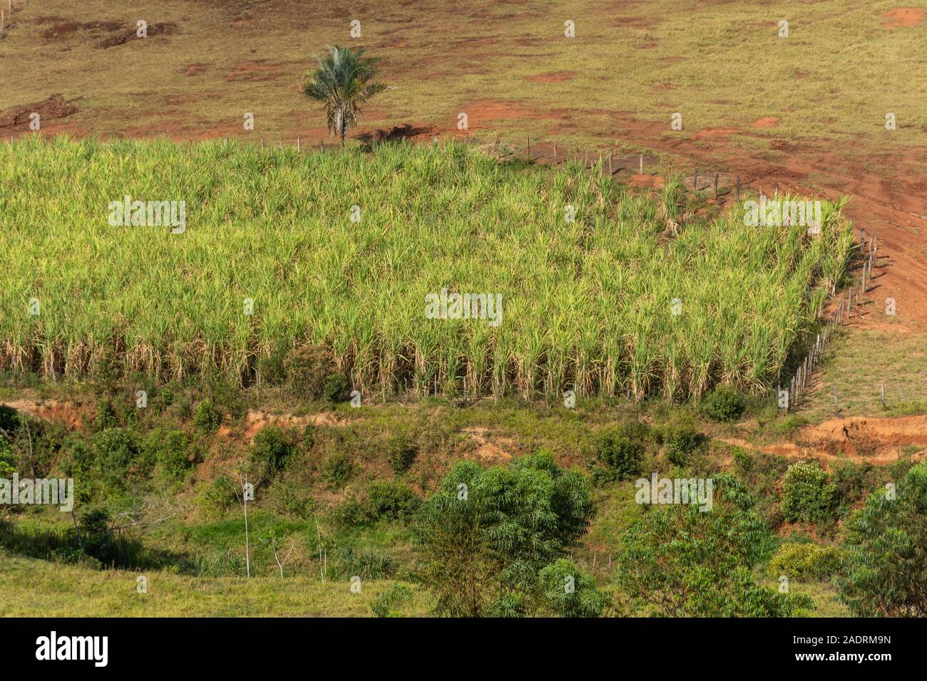 Brazil sugar cane plantation hi-res stock photography and images - Alamy