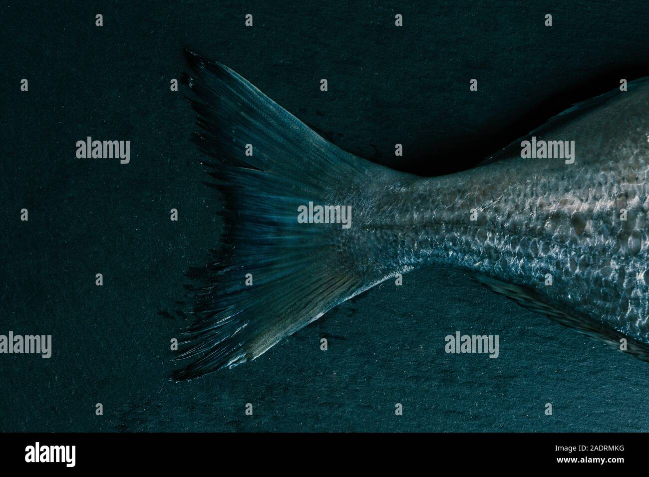 Raw fish with clean wet tail on dark background Stock Photo - Alamy
