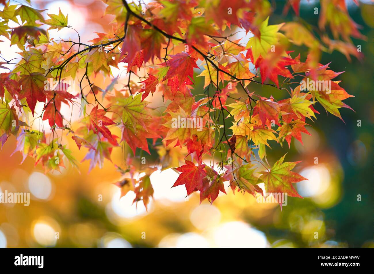 Japanese Fall Foliage Stock Photo - Alamy
