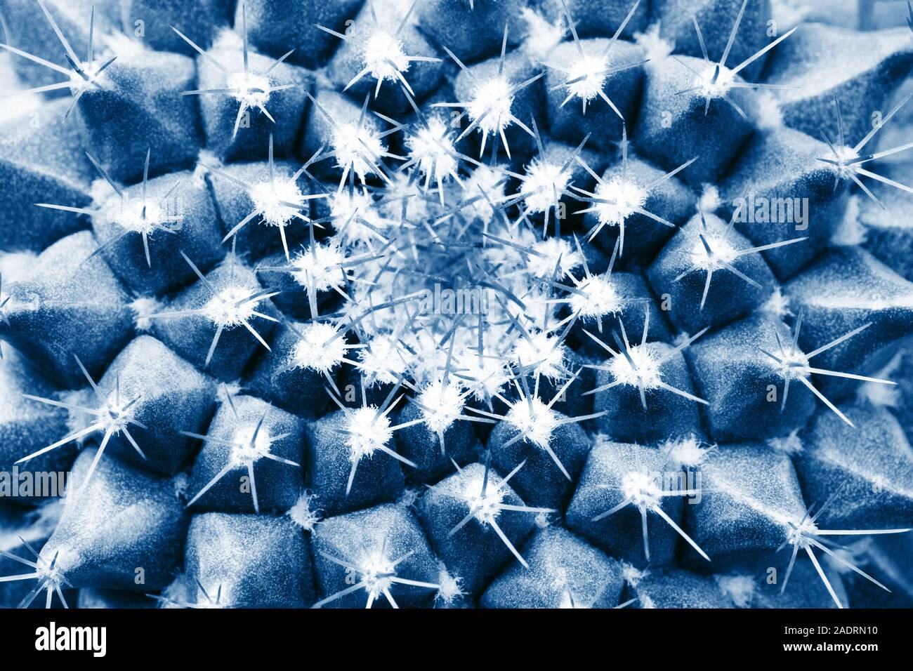 Top view on classic thorn cactus. Cactus toned in trendy blue color ...