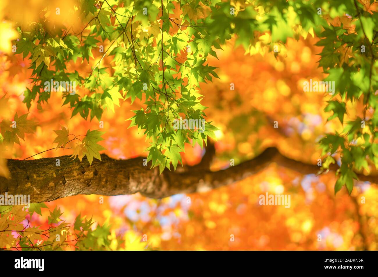Japanese Fall Foliage Stock Photo - Alamy