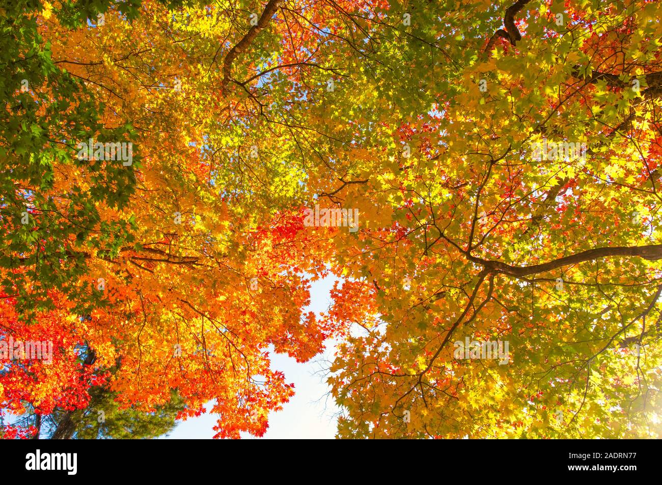 Japanese Fall Foliage Stock Photo - Alamy