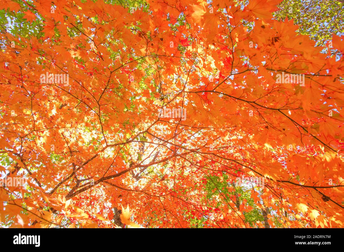 Japanese Fall Foliage Stock Photo - Alamy