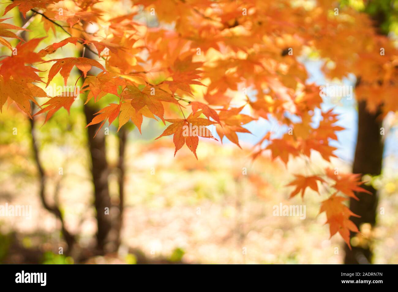 Japanese Fall Foliage Stock Photo - Alamy