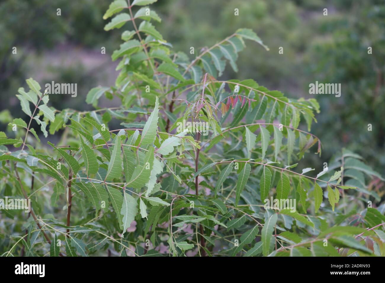 Neem tree hi-res stock photography and images - Alamy