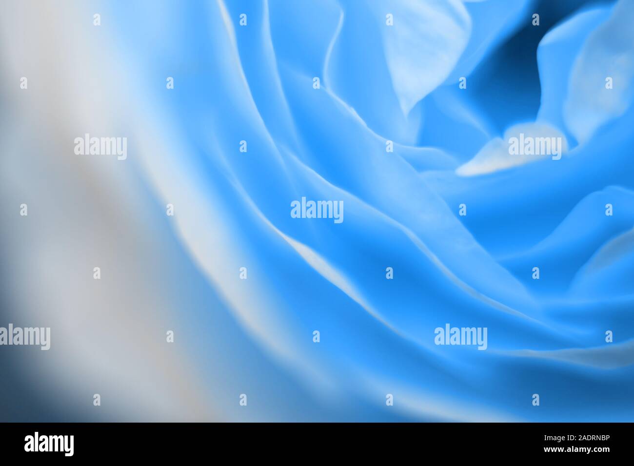 Fresh rose close up macro photography of petals. Blue 2020 trendy color ...