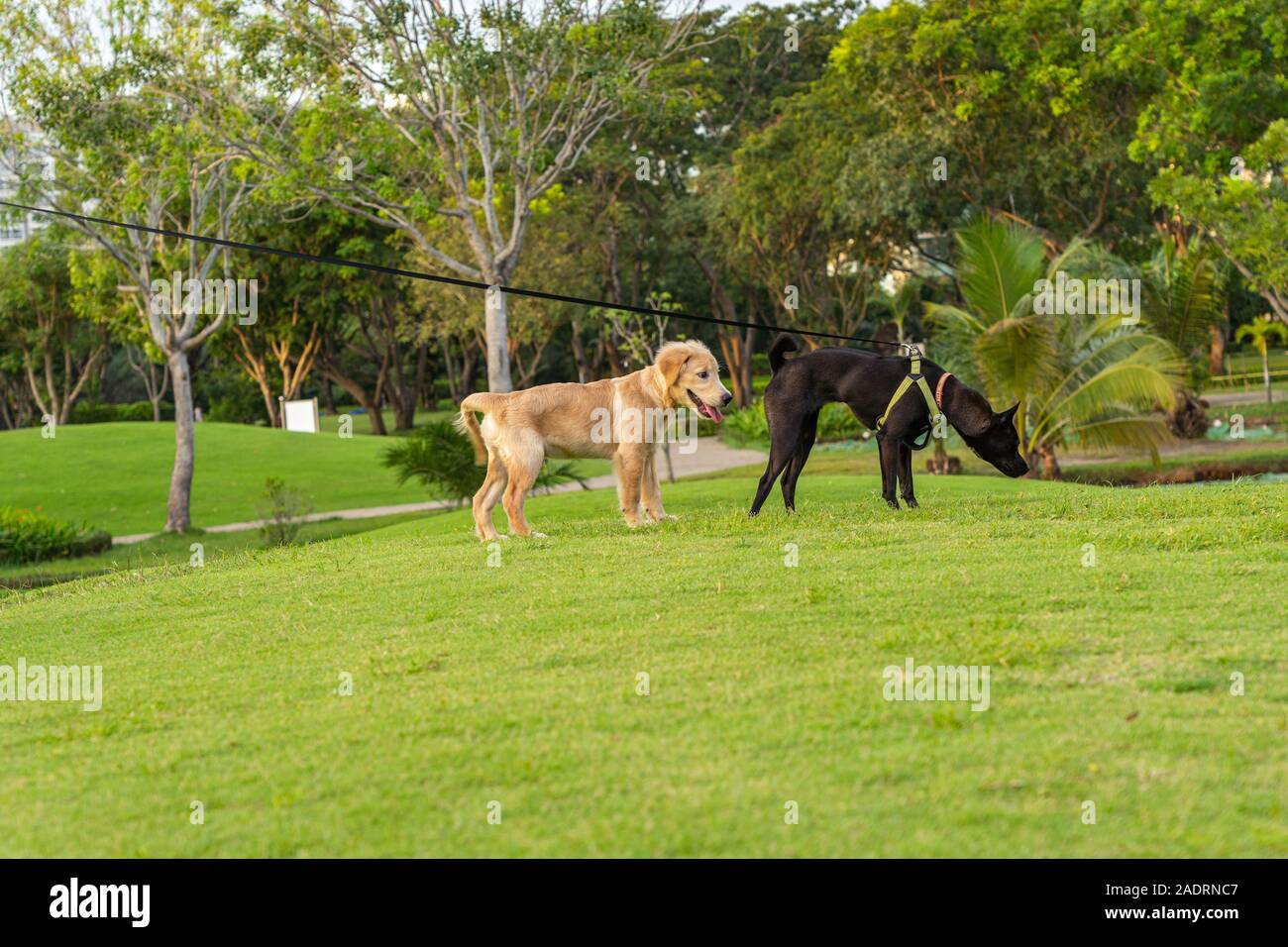 Golden retriever moment hi-res stock photography and images - Alamy